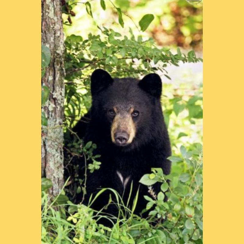 Nature Series: Black Bear | The Henry Carter Hull Library