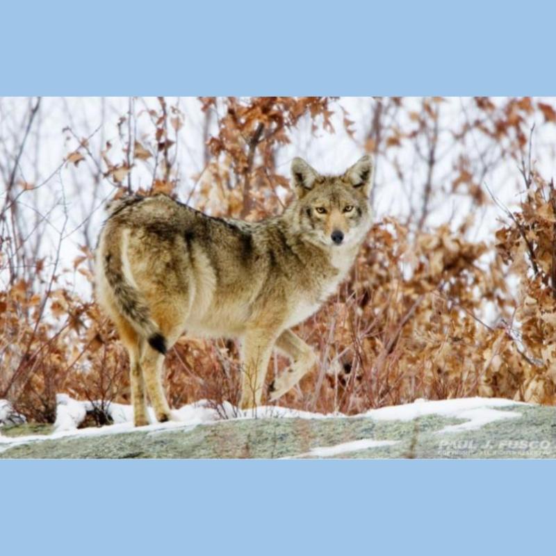 Nature Series: Eastern Coyote | The Henry Carter Hull Library